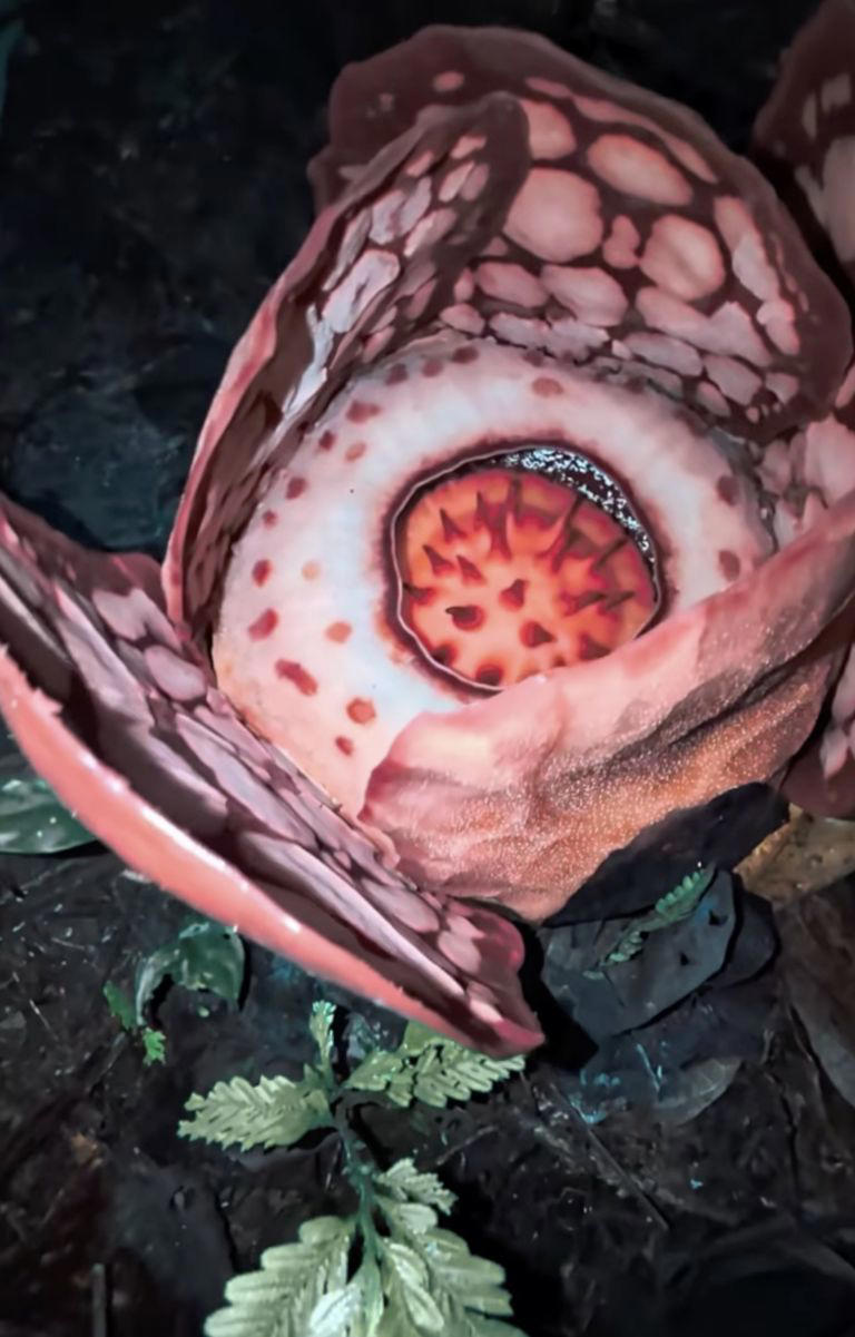 Botánico llora al encontrar a la flor más rara del mundo después de 13 ...