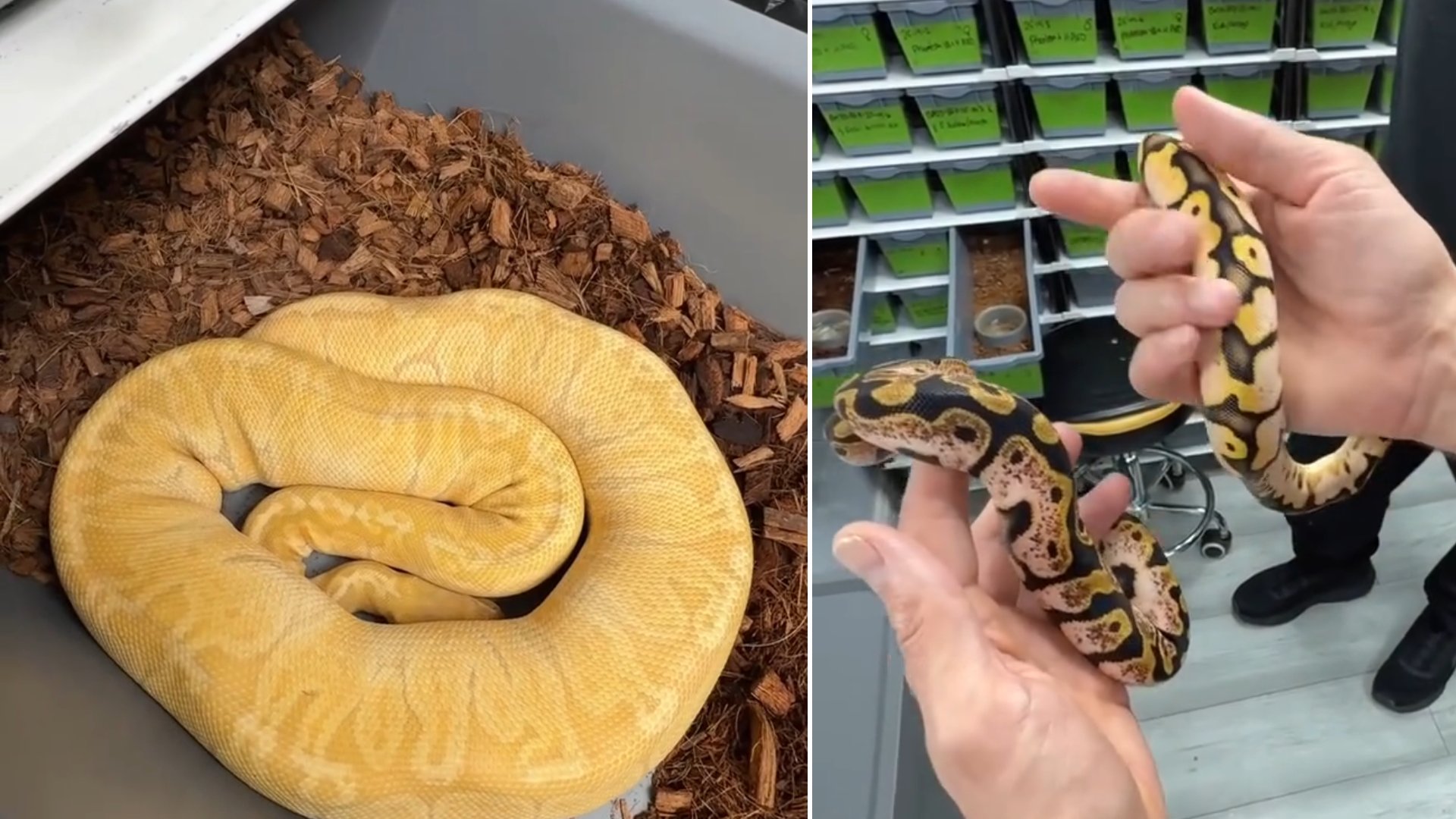 Today, we ventured outside the Molinaro snake lab to visit our friends ...