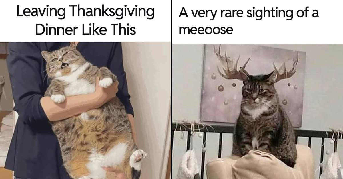 30 Cat Memes To Set The Tone For A Relaxed Long Holiday Weekend