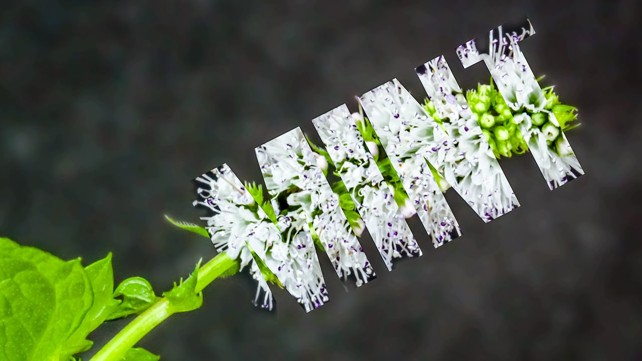 Mint flowers blooming (10 days time-lapse)
