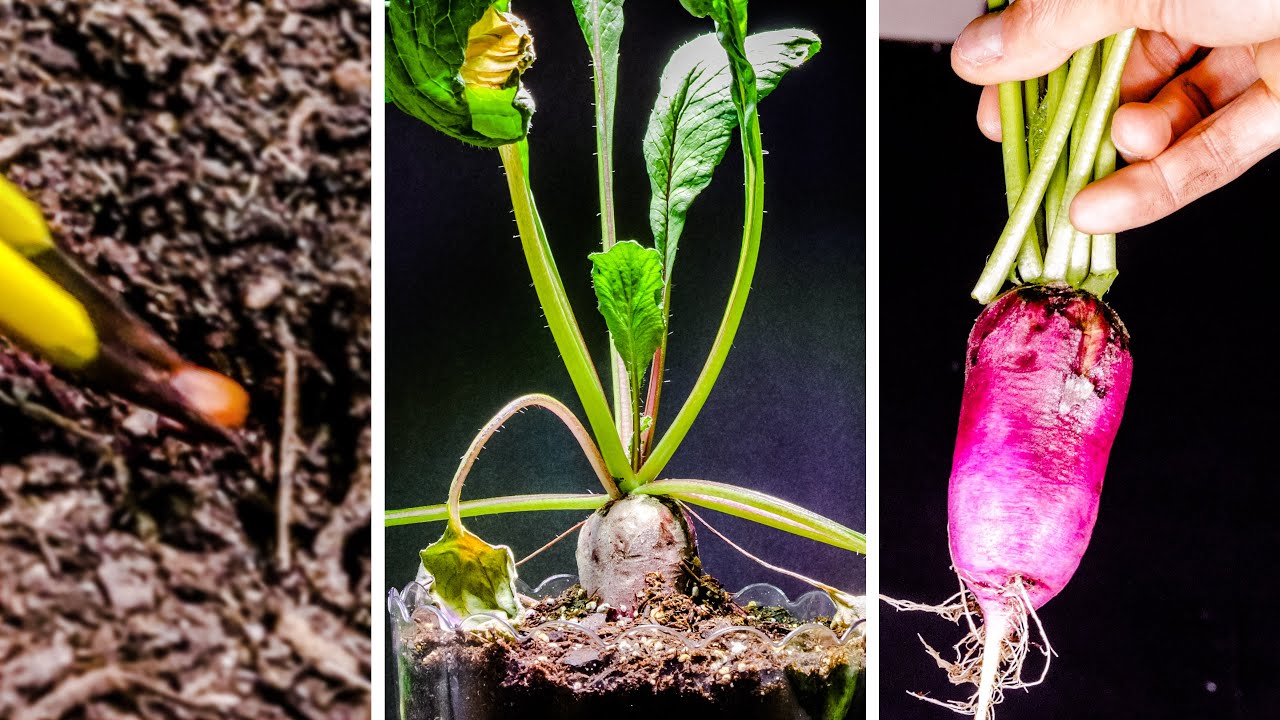 Purple radish time lapse - 22 days growing from seed
