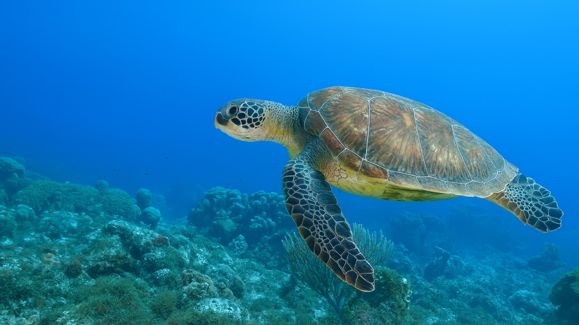 The Ocean’s Eternal Swimmer