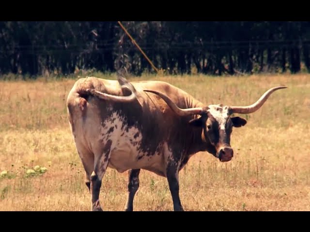 Dodge Dart 2013 test driving in Texas - En Español