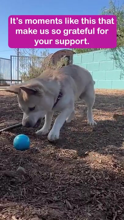 Lilly on the farm's got a new toy to share (or not) LOL Isn't she the ...