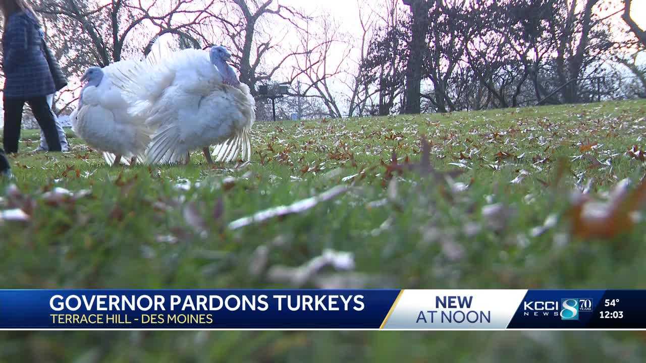Reynolds pardons ‘Tailfeather’ and ‘Wing-ding’ in annual Iowa turkey ...