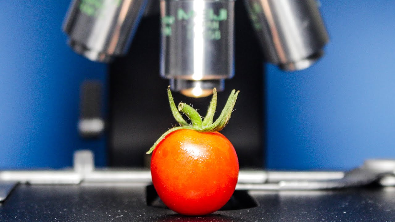 Tomato under microscope