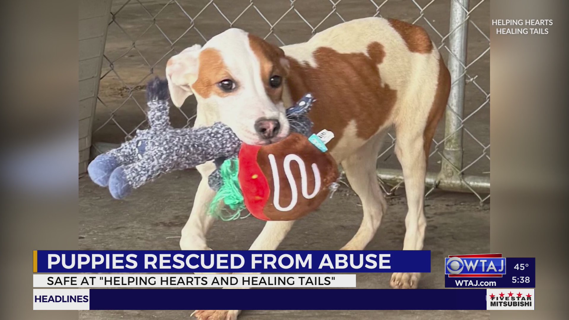 Two dogs rescued after abuse allegations in Johnstown