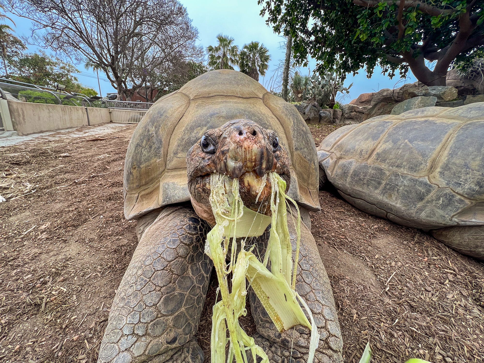 Zoo mourns giant tortoise that lived over 140 years