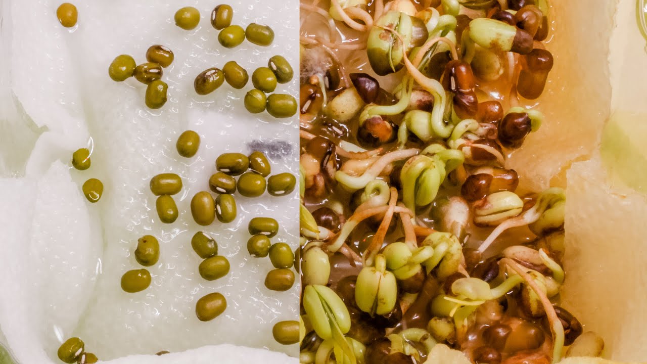Sprouting Mung Beans with Water 10 Days Time Lapse
