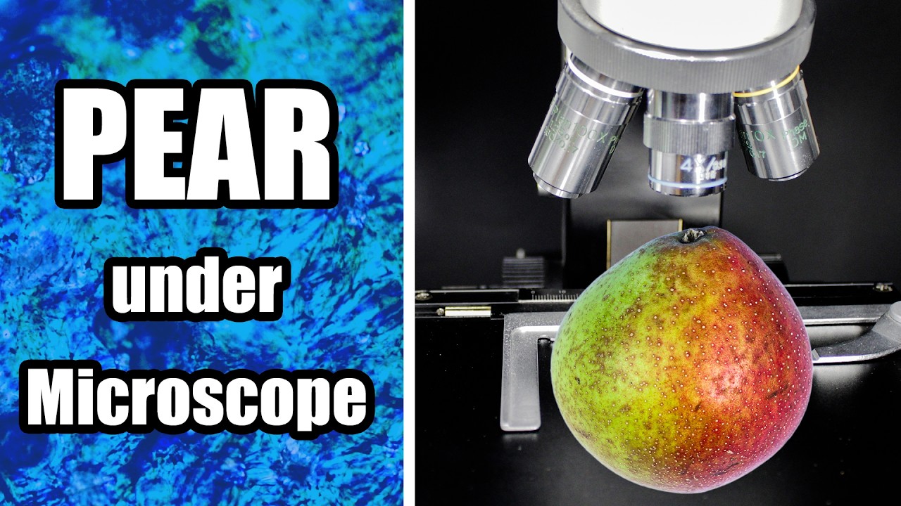 Pear tree and fruit under microscope
