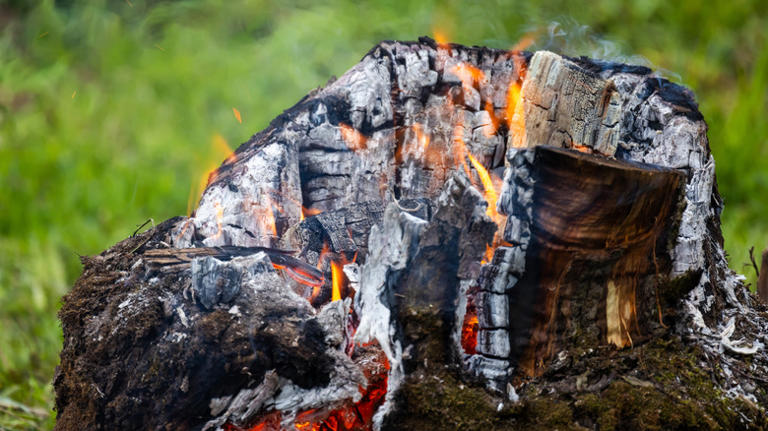 Removing A Tree Stump From Your Yard? Avoid These Common Mistakes At ...