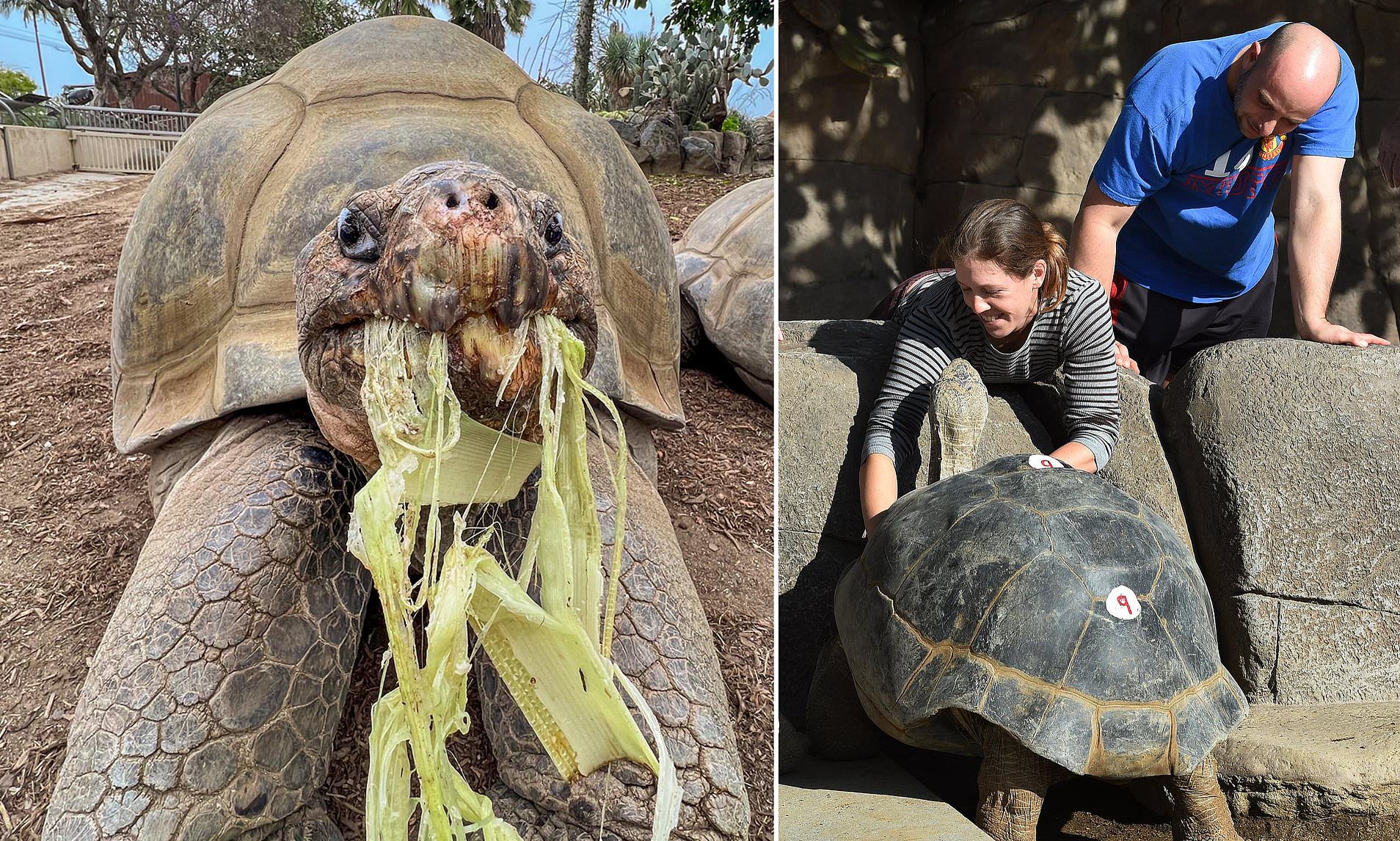 Oldest resident of San Diego Zoo, Gramma the Galapagos tortoise, dies ...