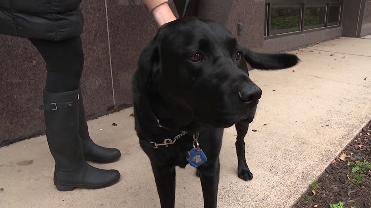 Fate of Lycoming County Courthouse K-9's employment uncertain