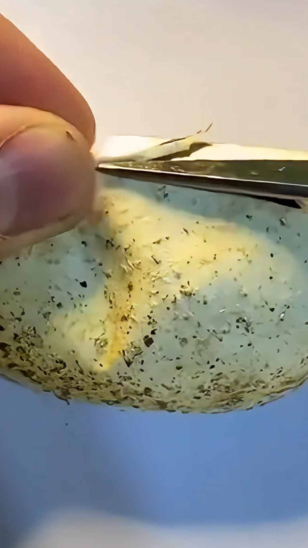 What an Amazing Snake Clutch!