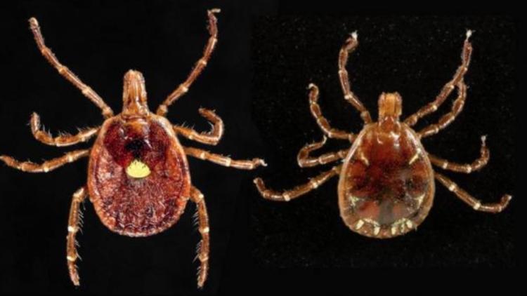 No, Bill Gates didn't create the tick-borne red meat allergy, despite ...