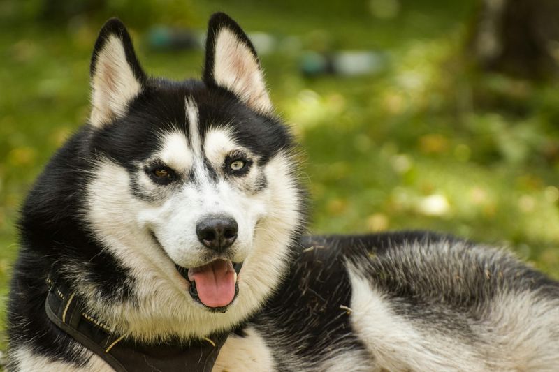15 Dog Breeds Experts Warn Are Too Much Work For Most Families