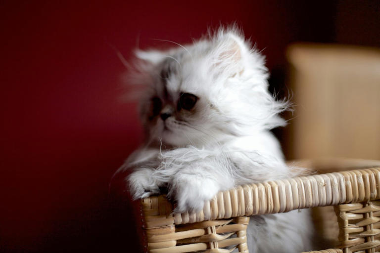 Tiny Persian Kitten's Green Glowing Eyes Look Like Night Vision Goggles