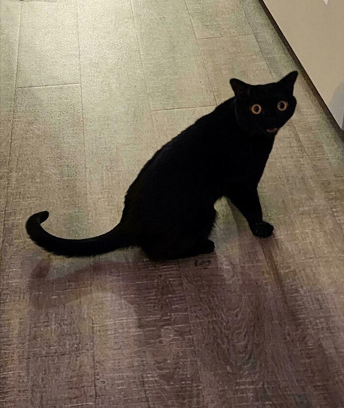 45 Pics Of Cats Moments Before They’re About To Attack Their Owners