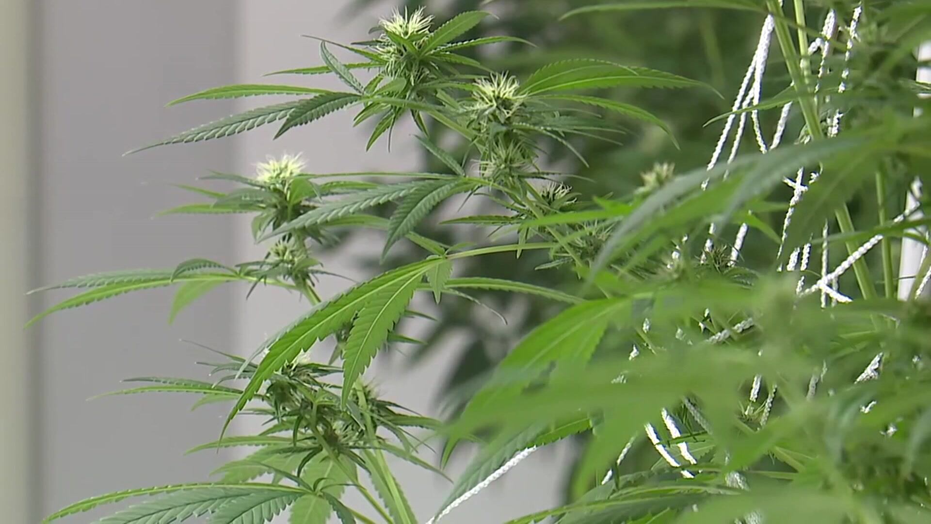 Nebraska Medical Cannabis Commission working to finalize regulations