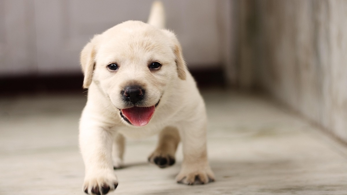 Las 7 señales definitivas de que tu perro está realmente feliz contigo