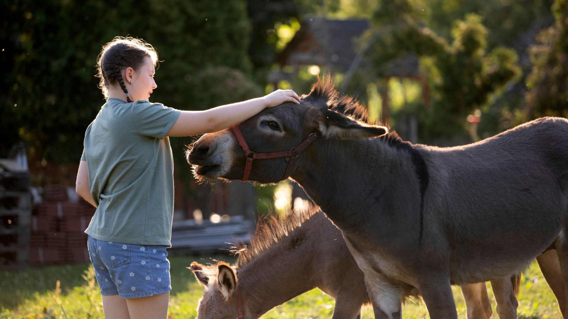 7 Downsides To Owning A Donkey That Most People Don’t Expect