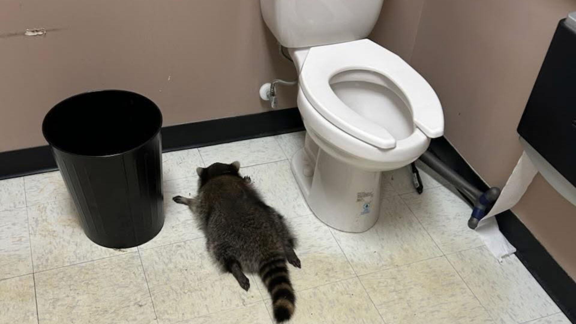 Raccoon breaks into Ashland ABC store, passes out in bathroom
