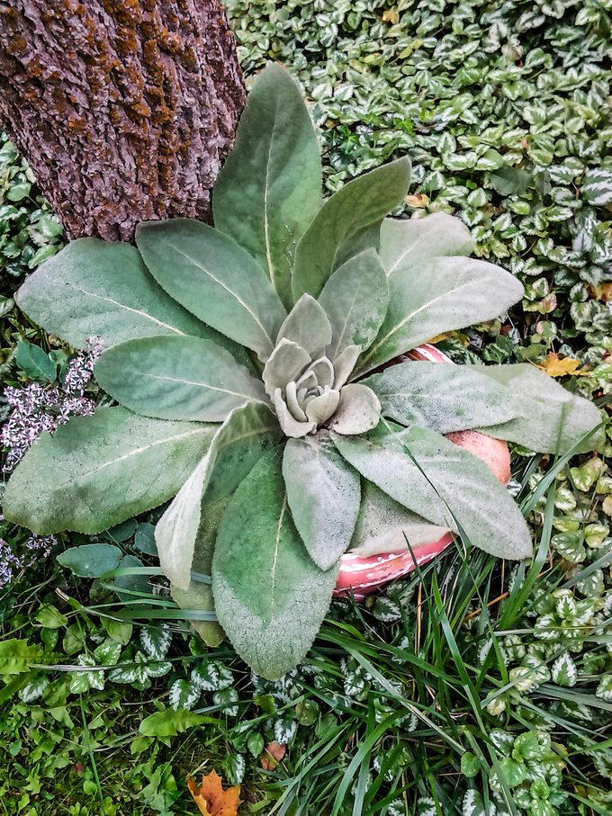 Common mullein plant: Weed or flower?