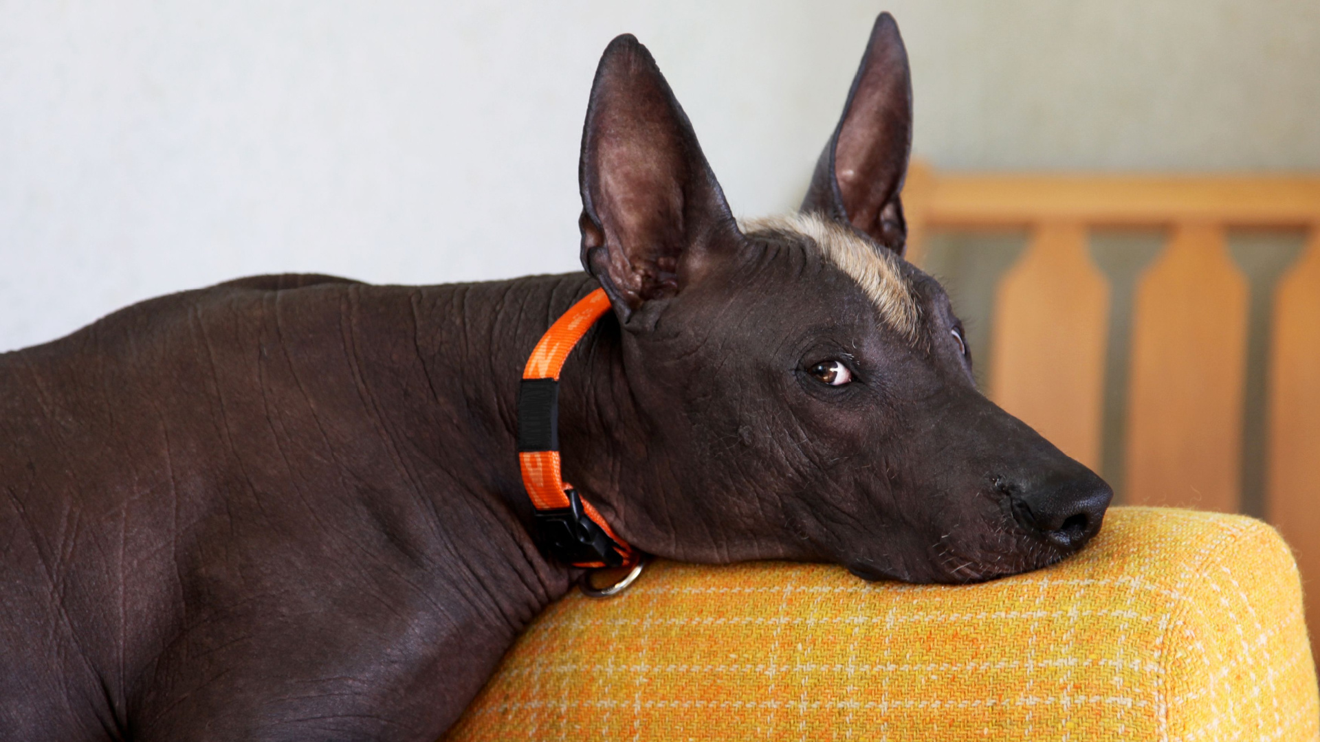 Pet Myths Almost Everyone Believes And Why They’re Totally Wrong