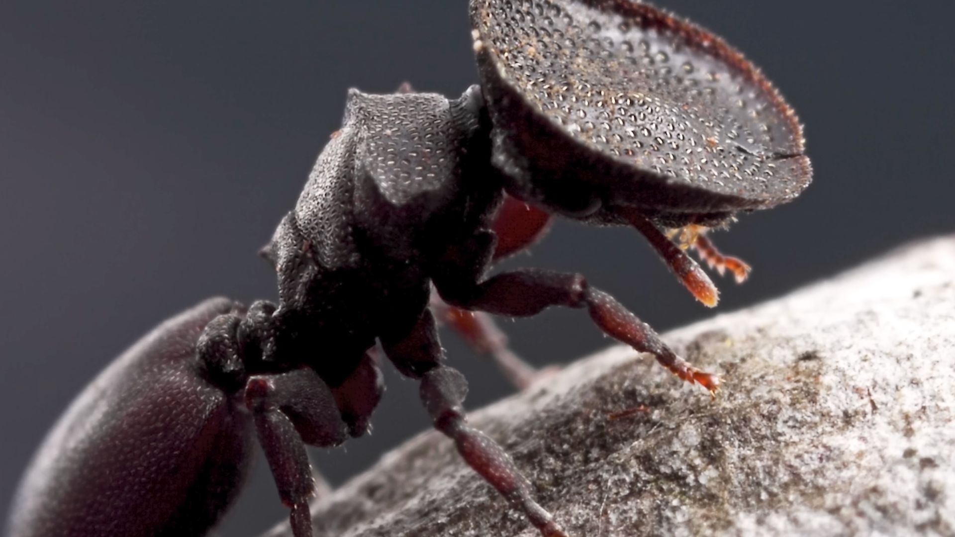 The ant with a door for a head and more interesting things!