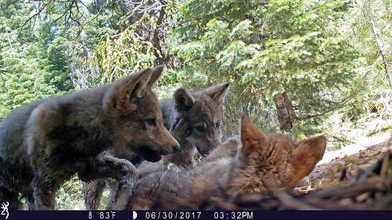 Center for Biological Diversity to sue Fish and Wildlife over gray wolf ...