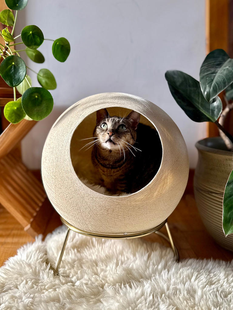 My Choosy Cats’ New Favorite Hideout Is Cozy for Them, Actually ...