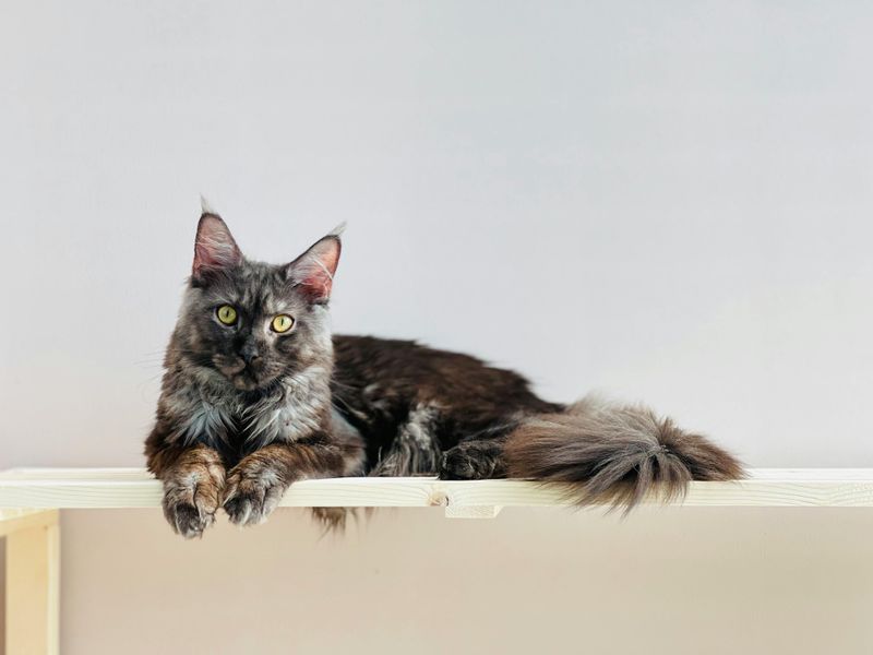 8 Cat Breeds That Should Not Live In Small Homes