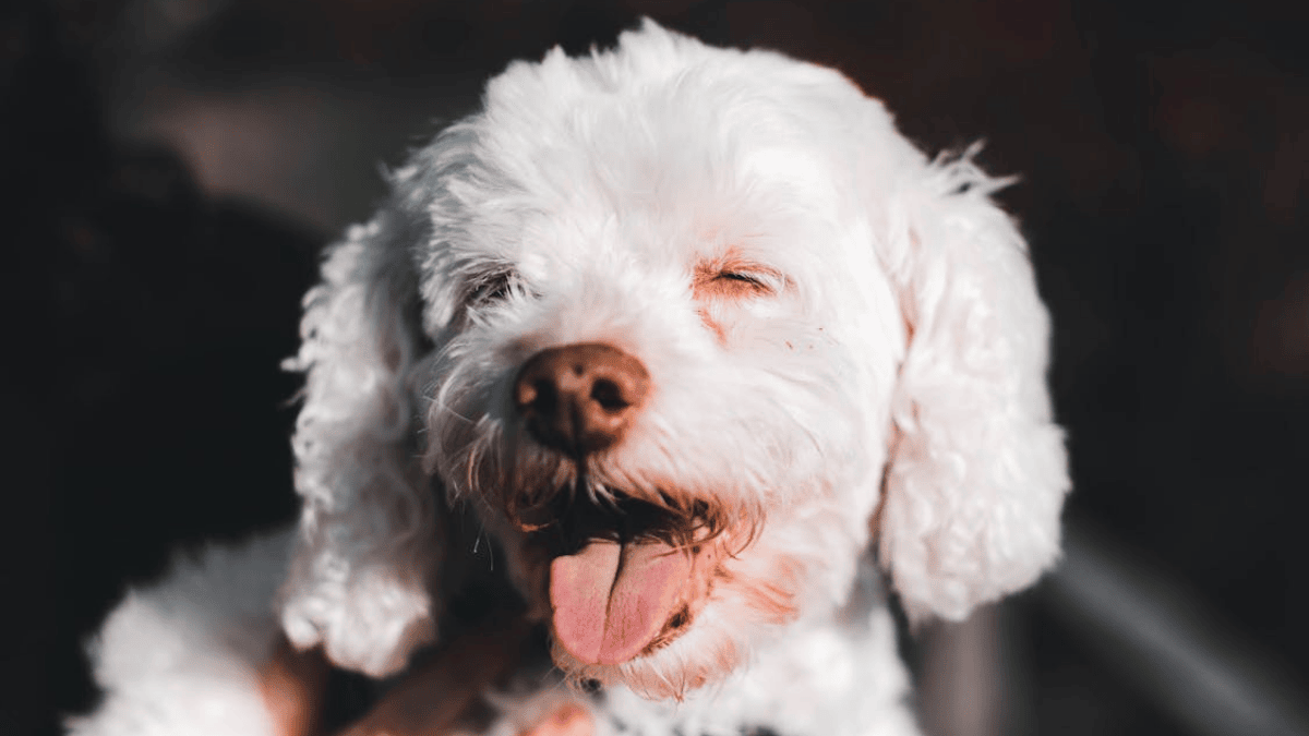 Las 7 señales definitivas de que tu perro está realmente feliz contigo