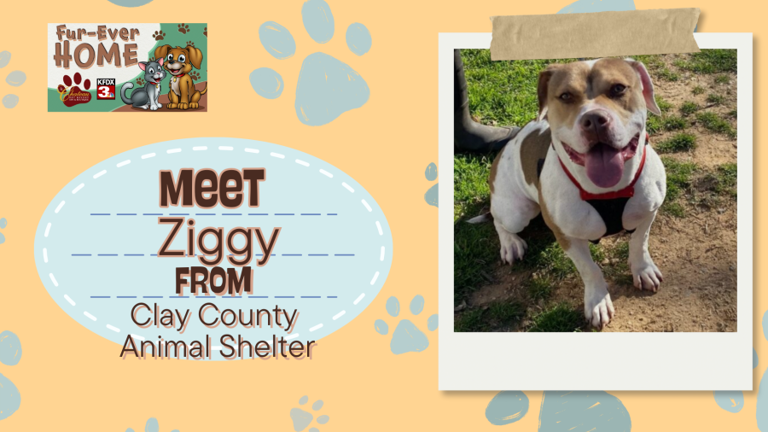 Ziggy the pit mix at Clay County Animal Shelter seeks fun-loving family