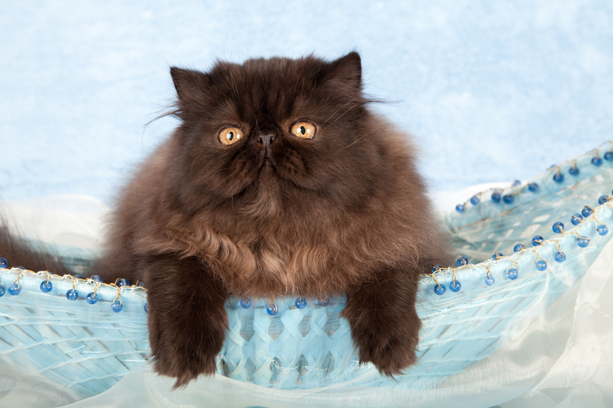Adorable Black Persian's Extra Crispy Meows Sound Like 'Car That Won't ...