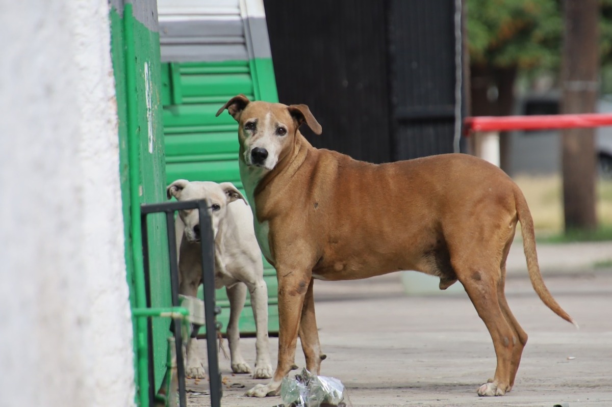 Garrapatas y rabia, principales problemas de salud pública en Torreón
