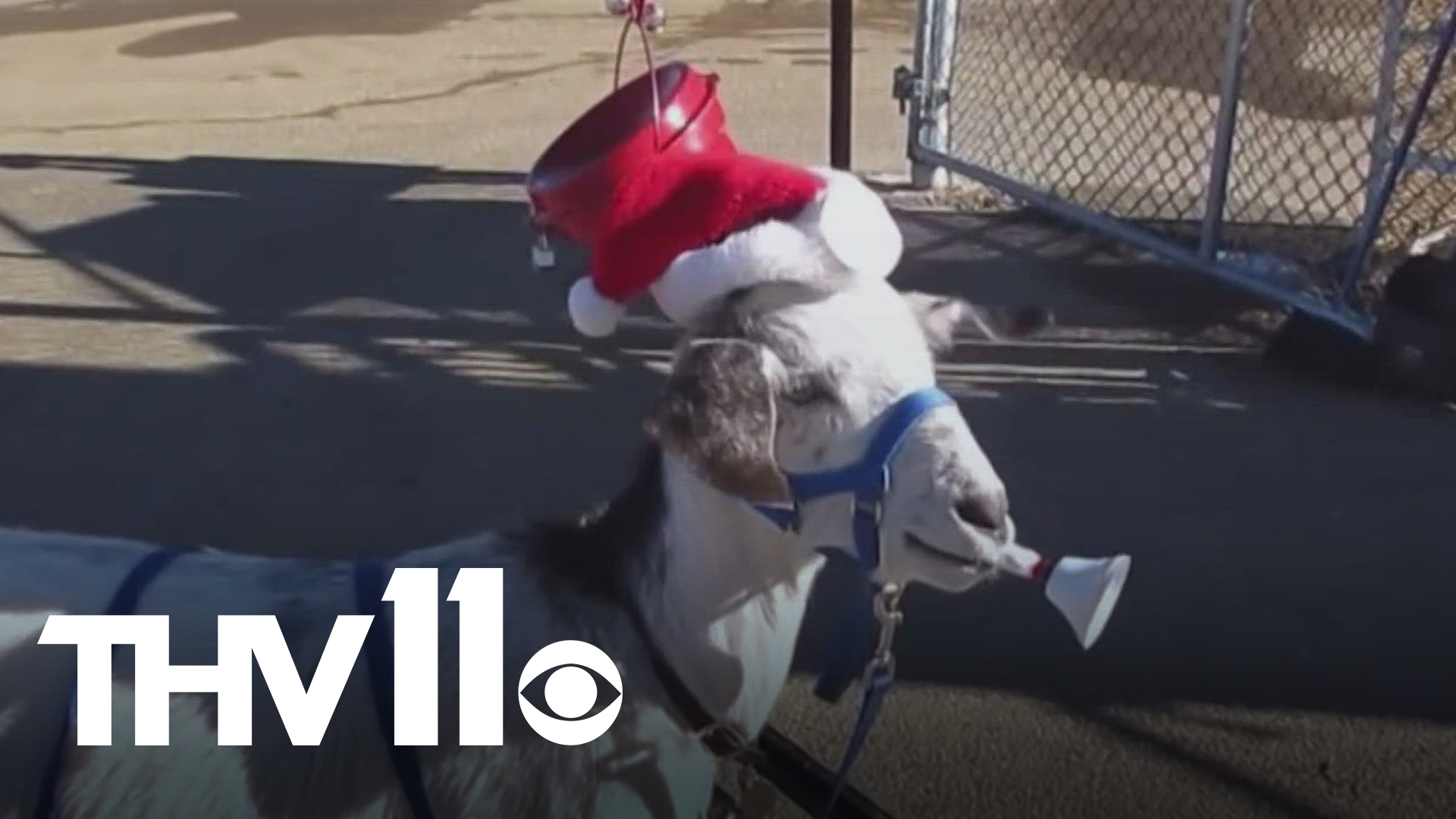 Meet the goat ringing bells for Salvation Army this holiday season