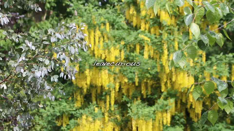 The golden rain tree - laburnum facts and features