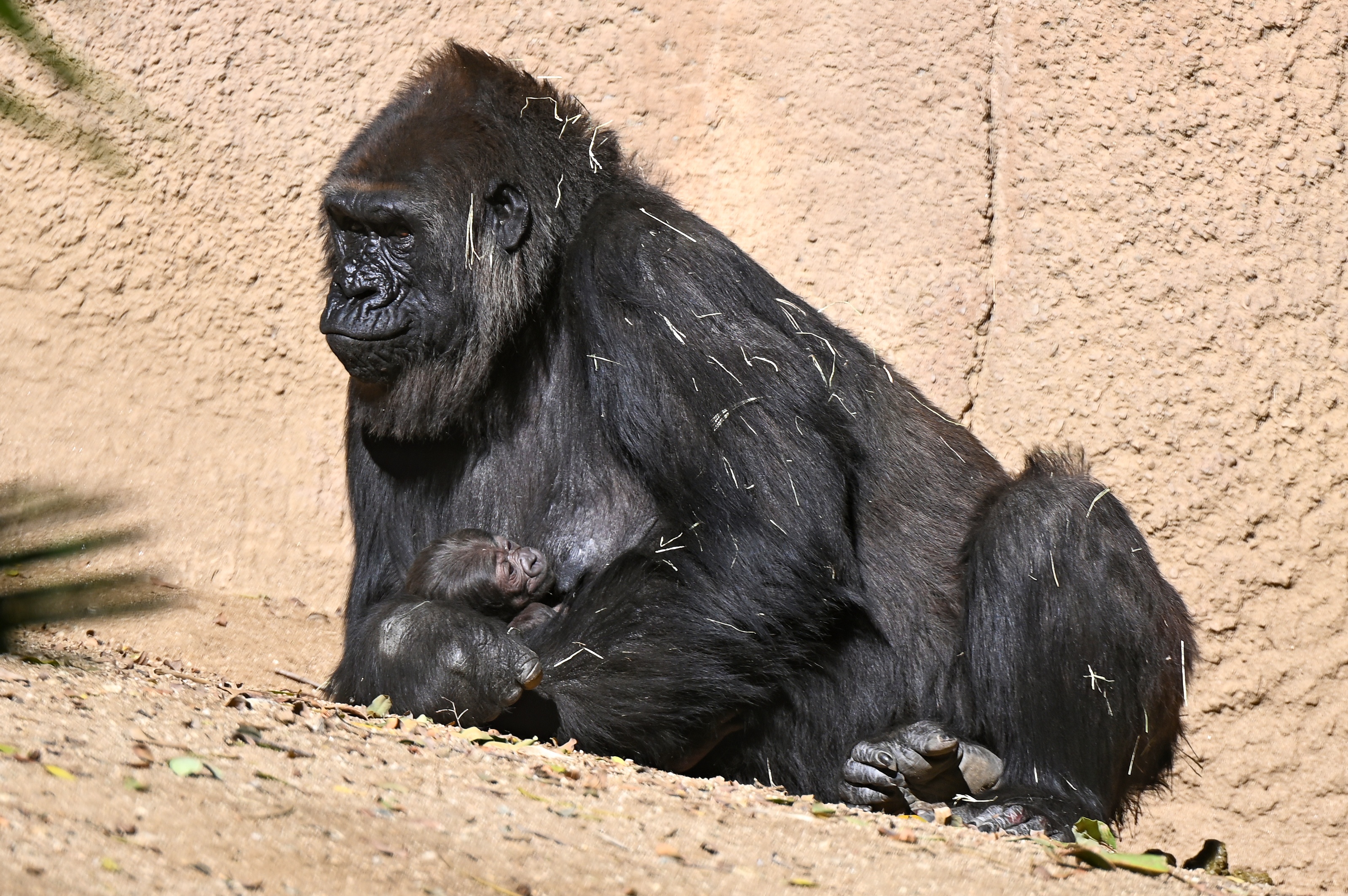 Nace quinto simio en el Zoológico de Los Ángeles