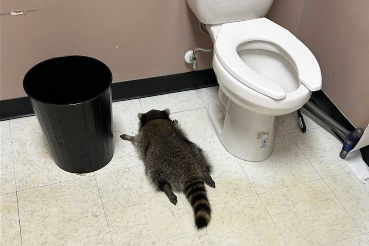Drunk raccoon found passed out in liquor store after boozy escapade