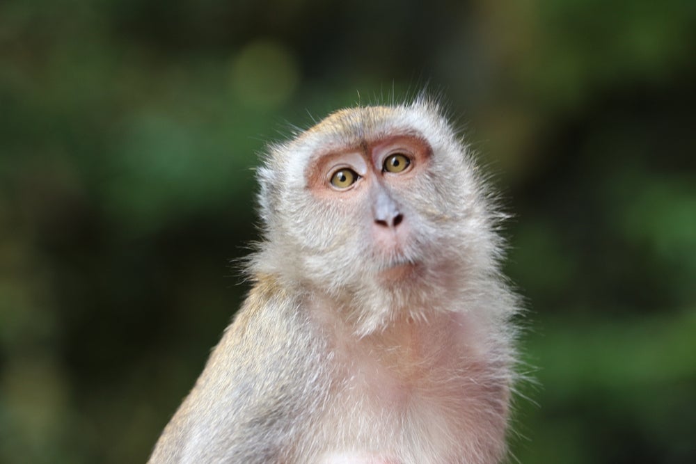 FDA steps back from preclinical primate testing amid wider regulatory shift