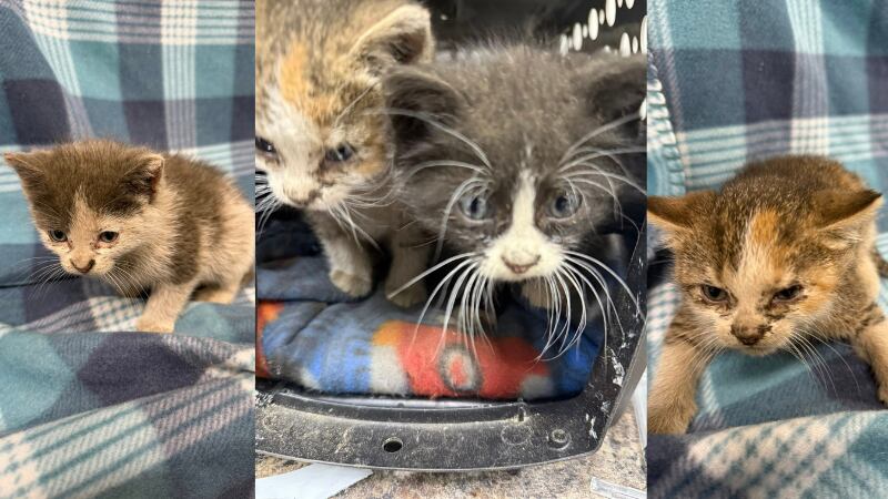 Kittens found in garbage rescued by humane society in Thief River Falls