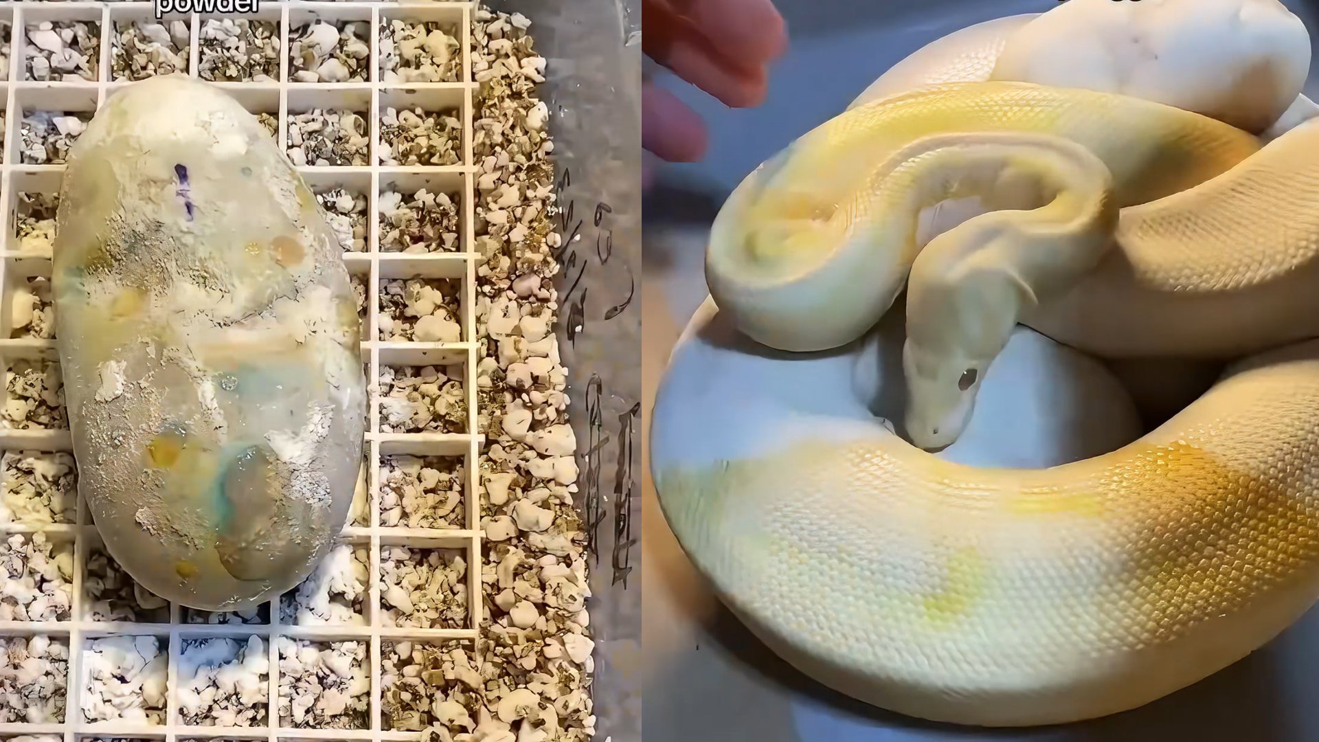 Hatching Pied Ball Pythons!
