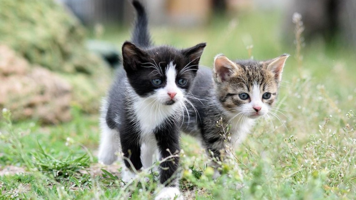 11 strange cat habits that actually show gratitude and respect