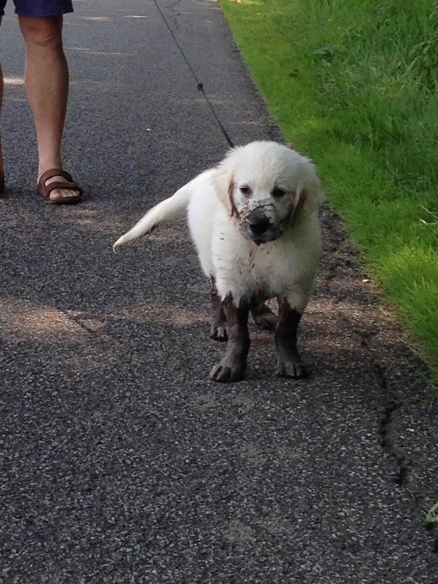 35 Times Golden Retrievers Proved They’re Too Pure For This World