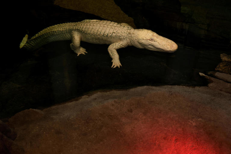 Claude, San Francisco's iconic albino alligator, dies at 30