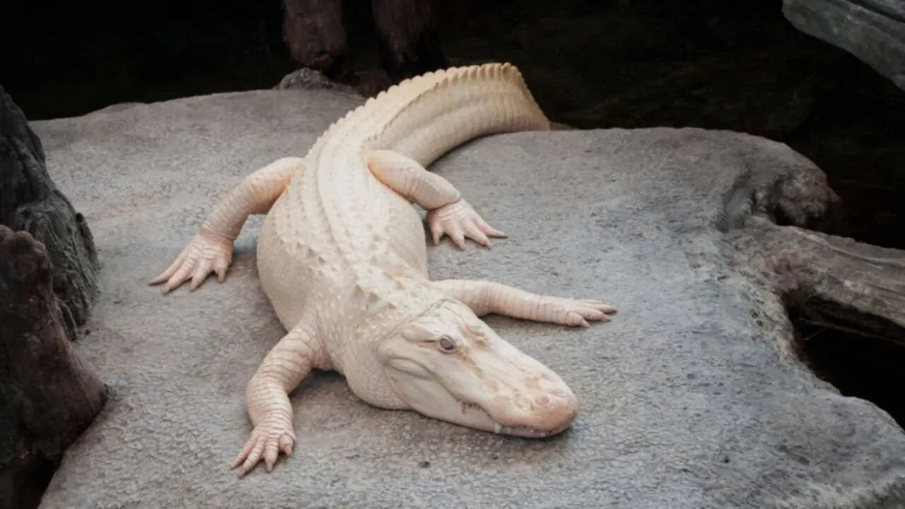 RIP Claude: Cal Academy's Iconic Albino Alligator Dies At 30 — What Is ...