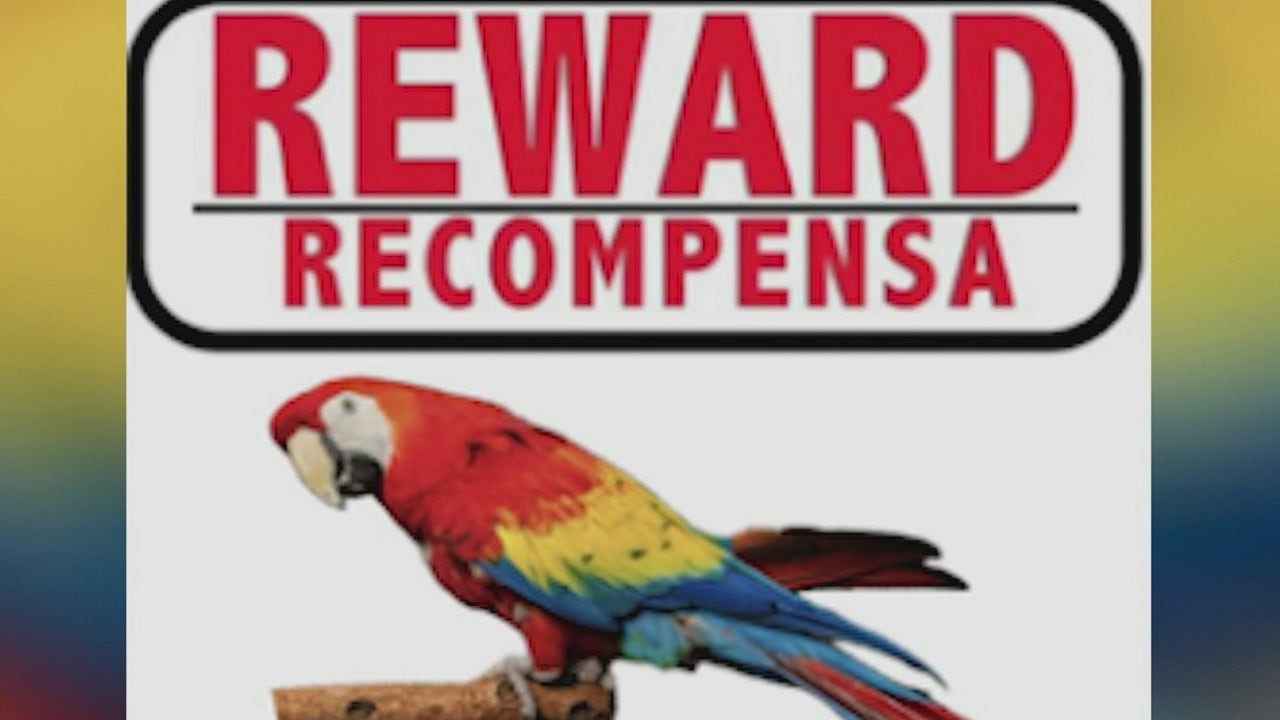 Macaw found after going missing in Phoenix