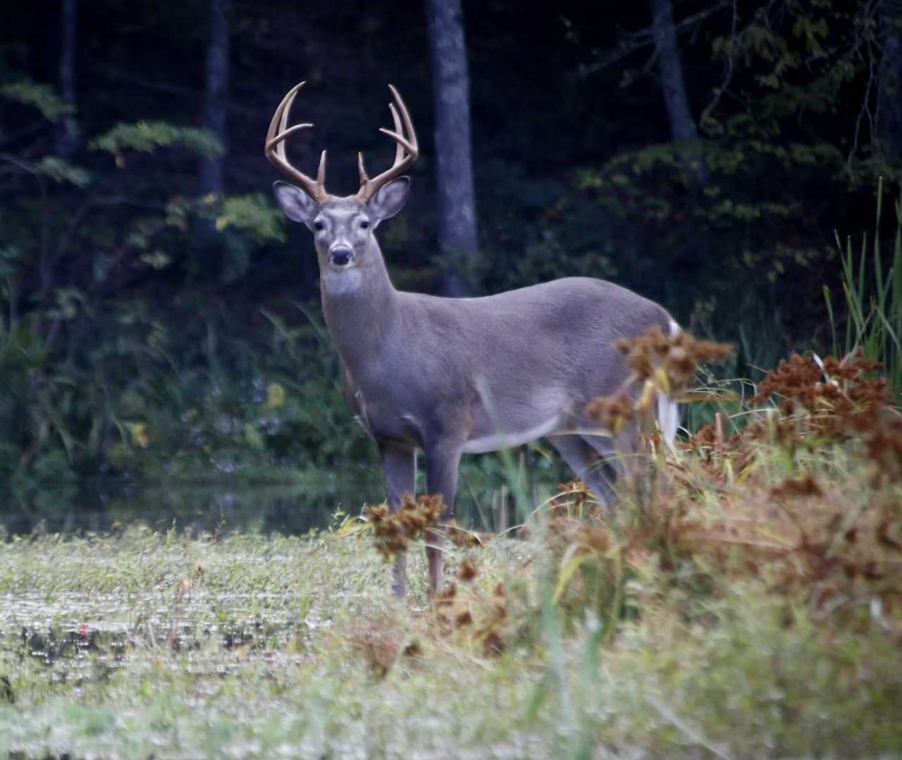 Fatal Hunting Shot Strikes 26-Year-Old During Deer Drive In PA County ...