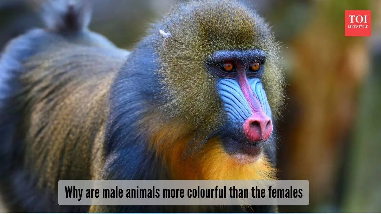 From finches to chameleons: The surprising reason why male animals are ...